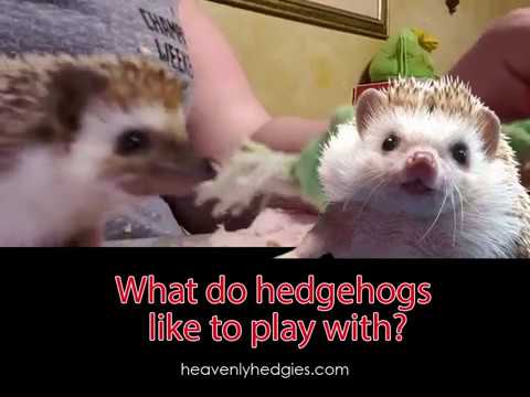 What do hedgehogs like to play with? - Ask Quilly