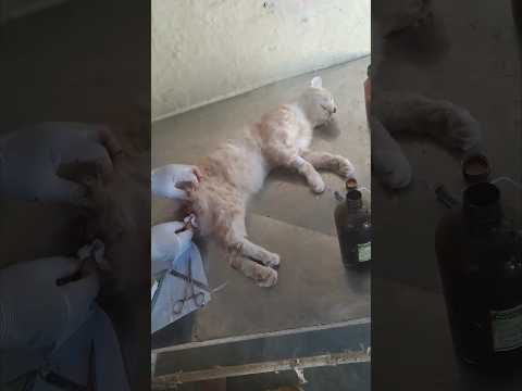 Spaying Cat In India#cat #trending #shorts #pets