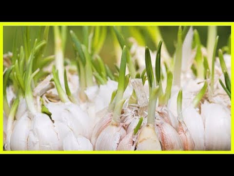 30 Foods Rich in Flavonoids to Fight Anxiety