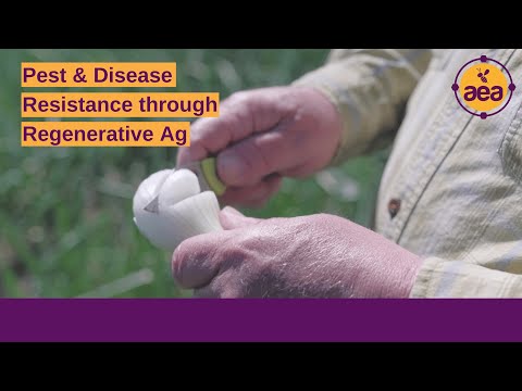 Finding Solutions to Thrips and Pink Root with Regenerative Agriculture