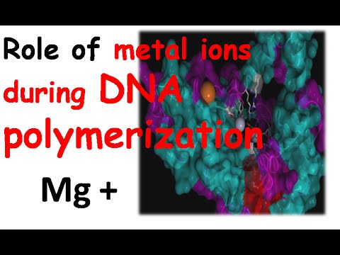 DNA polymerization by DNA polymerase 1
