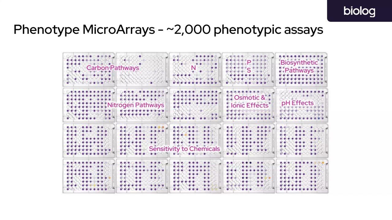 Unlocking Microbial Genetics: Leveraging Phenotyping for Comprehensive Analysis