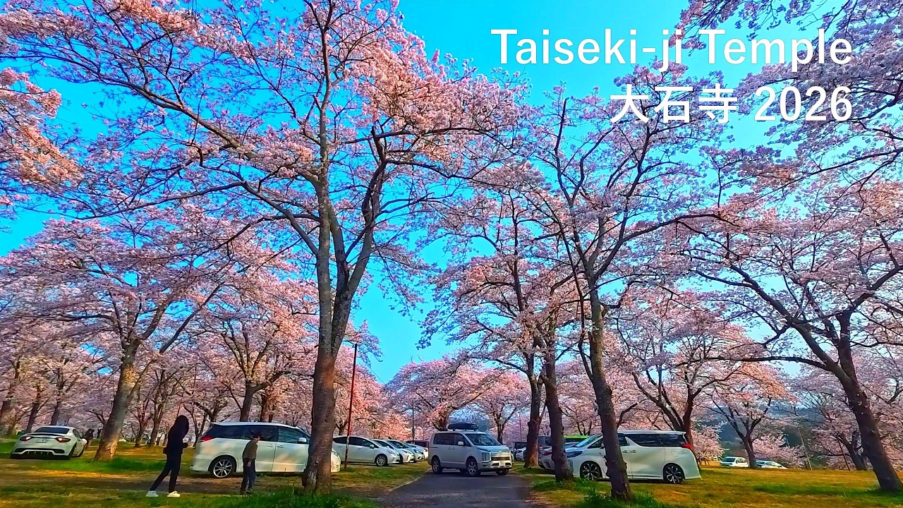 The magnificent sight of 5,000 cherry trees and Mount Fuji at Taiseki-ji Temple