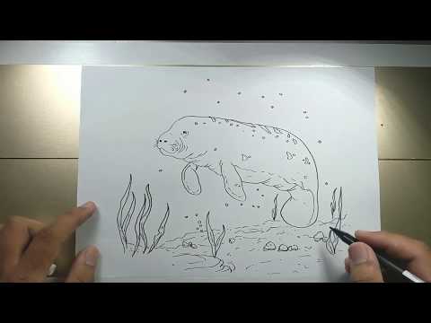 How to draw a dugong Step by Step – I'm Youtuber – Follow my videos to ...