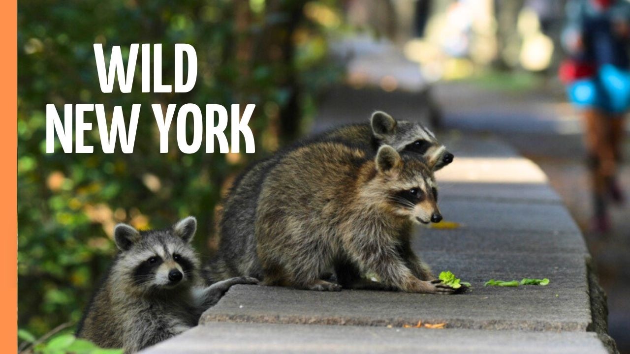 Archipelago New York: The City of Islands & Wildlife | Full Documentary