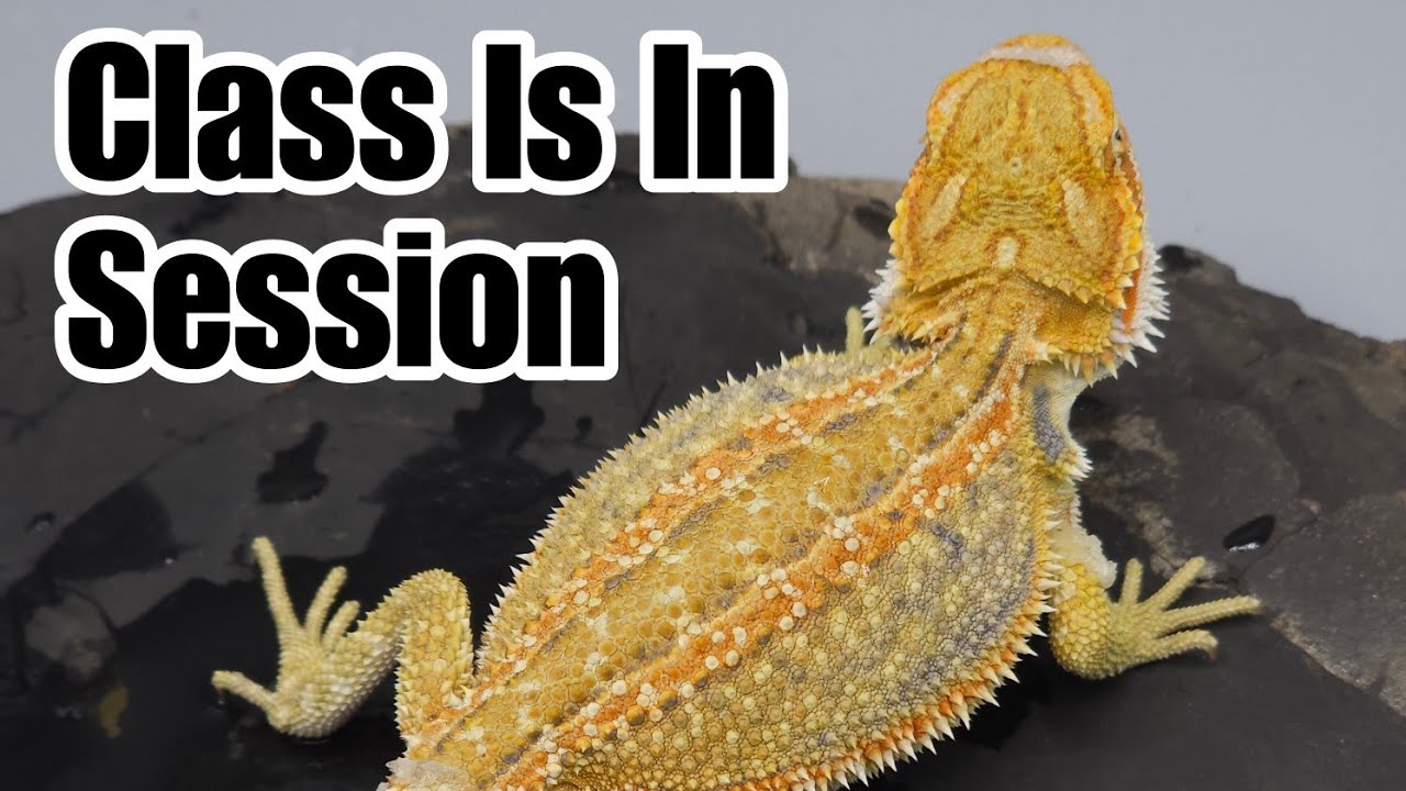 Bearded Dragon Genetics 101