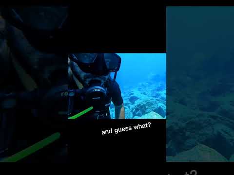 Finding a new dive buddy!
