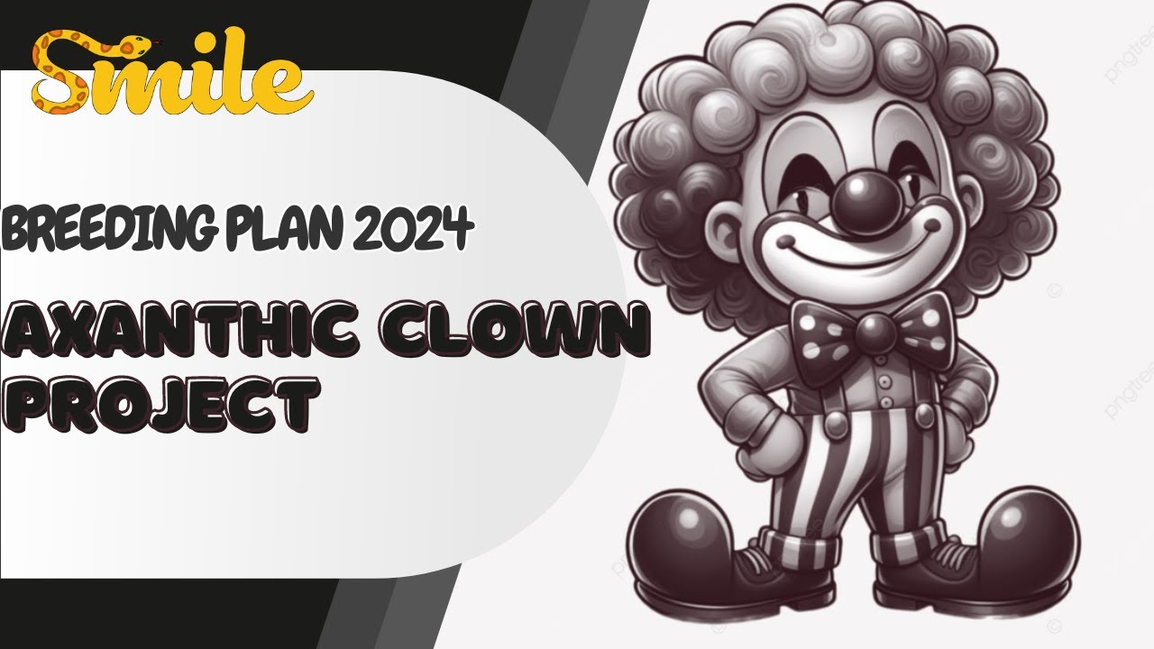 Breeding Plan 2024 Ball Python - Axanthic Clown Project