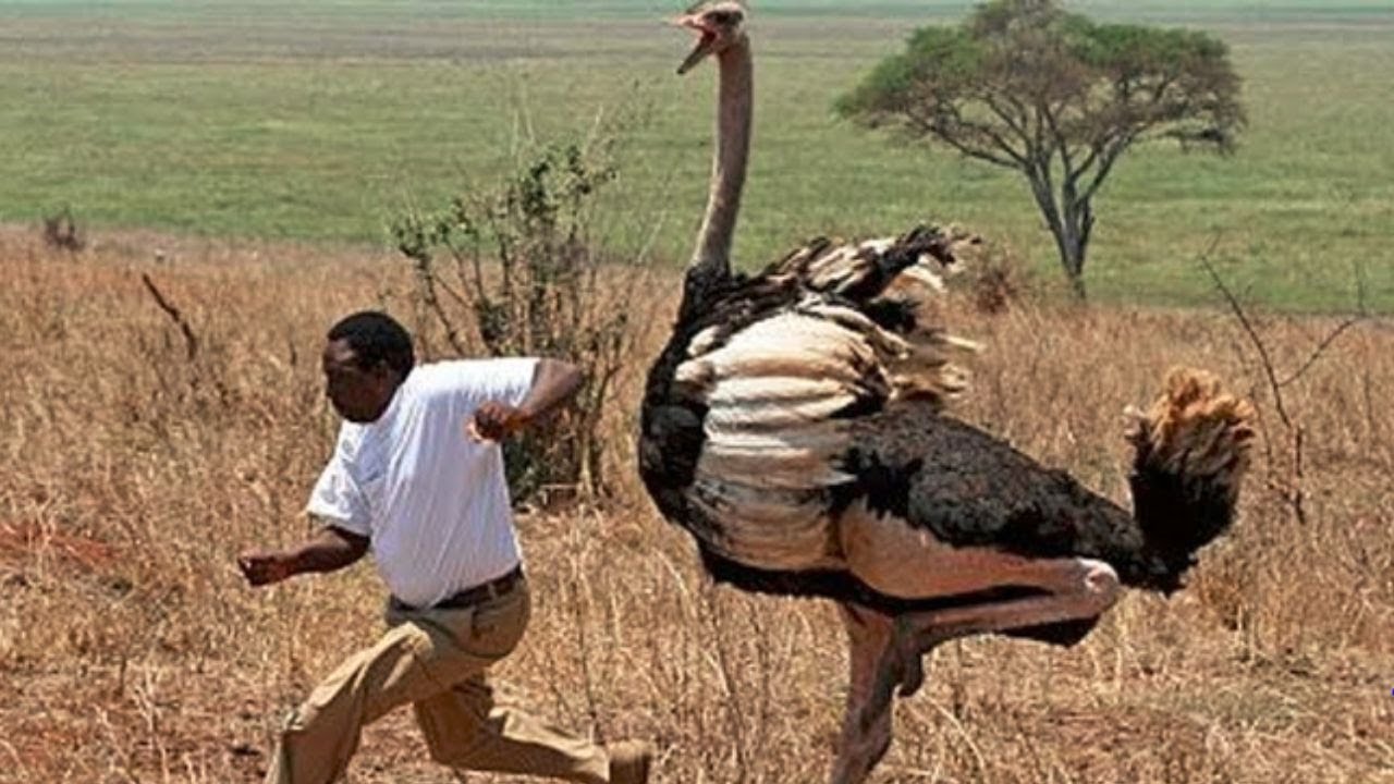 Ostrich Attack Survival: Essential Tips for Staying Safe
