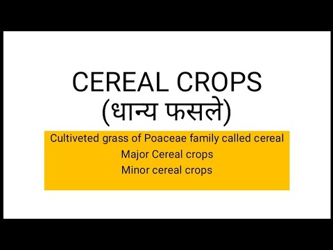 botanical name of all cereal crops