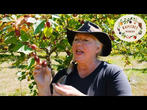 Raintree Nursery Fruit Feature: Dolgo Crabapples!