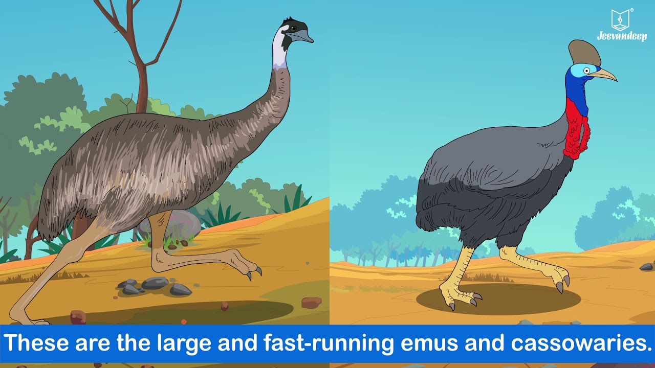 The Flightless Birds | New Spark English Grade 5 | Jeevandeep