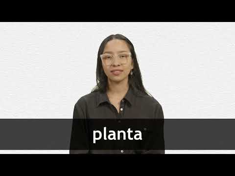 English Translation of “PLANTA” | Collins Spanish-English Dictionary