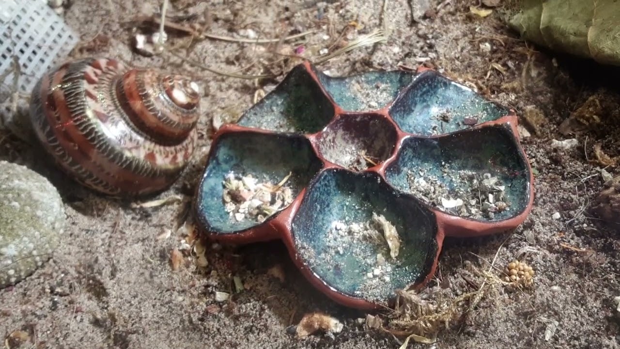 updated bioactive hermit crab tank