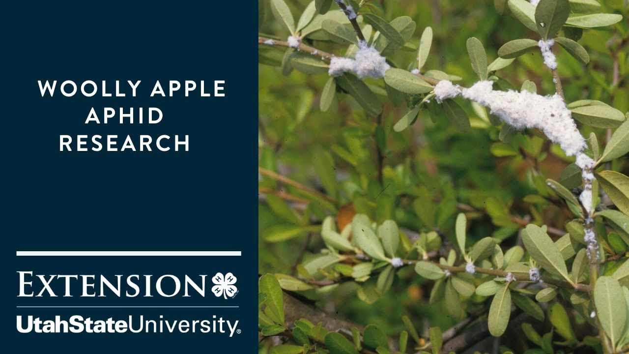Woolly Apple Aphid Research