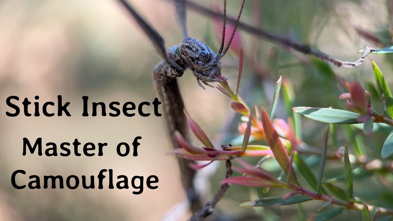 Stick Insect - Master of Camouflage