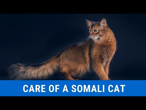 How to Take Care of a Somali Cat updated 2021