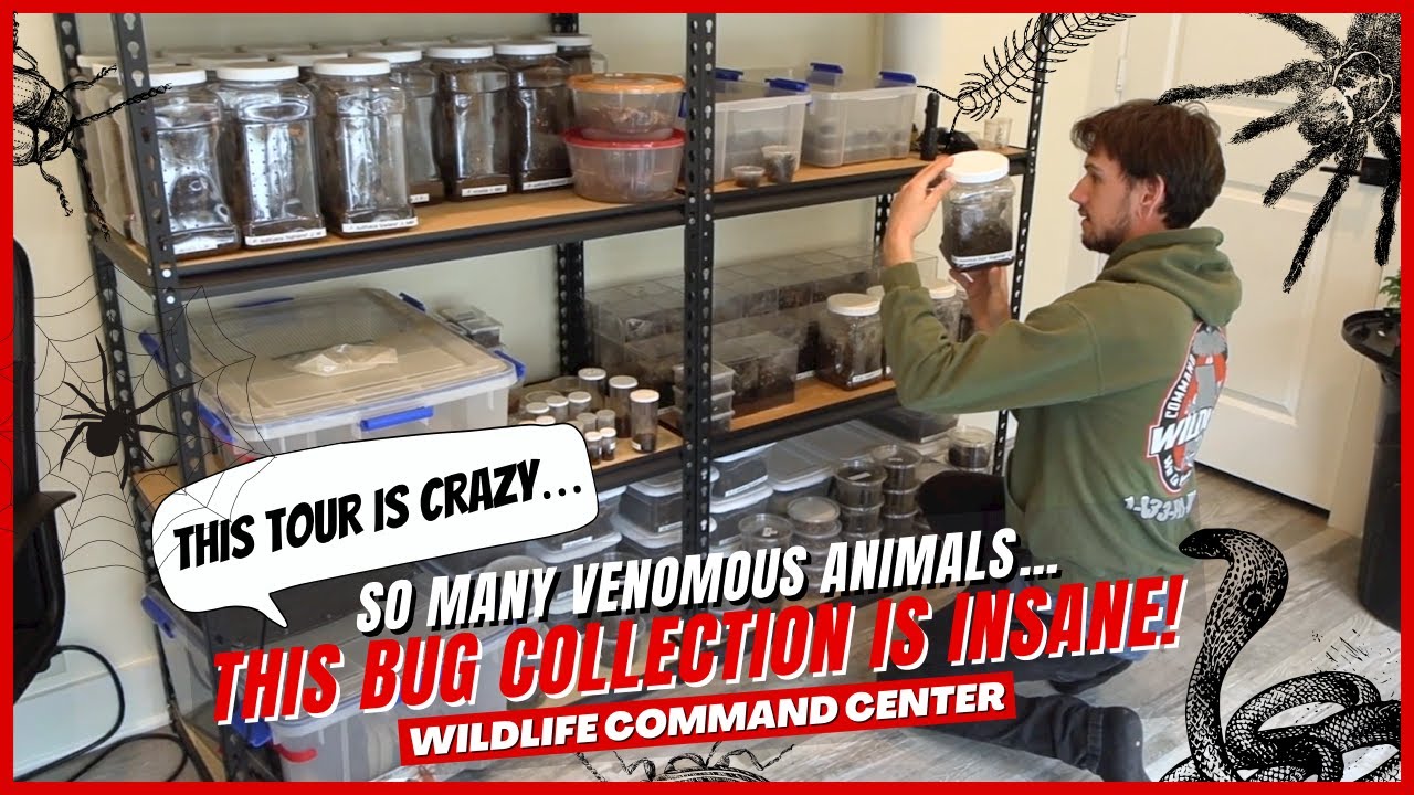 Have To See Animal Tour - Insane Bug Collection... | Wildlife Command Center