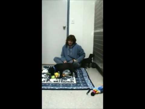 ADOPTED - thank you! PUPPIES - DANCER