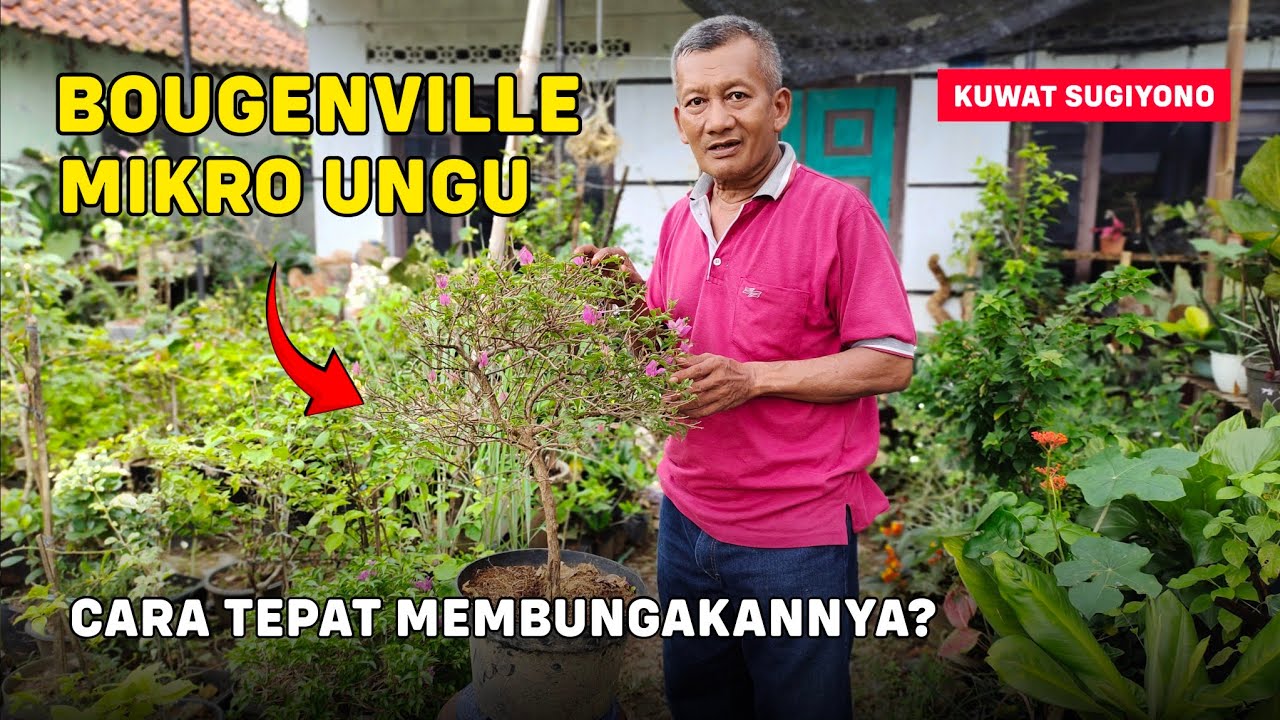 Cara Yang Tepat Membungakan Bougenville Mikro Ungu