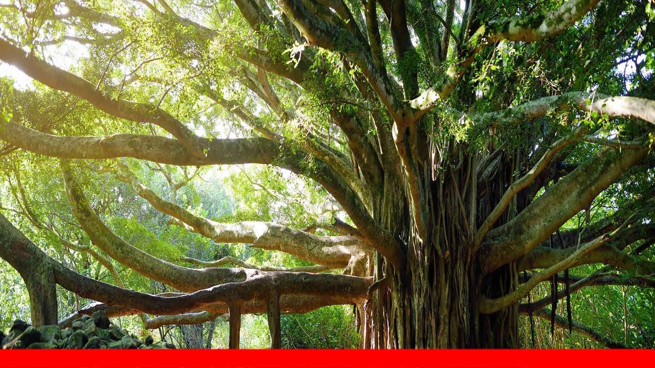 9 Species Of Fig (Ficus) Trees For Indoor And Outdoor Gardening 🛋️