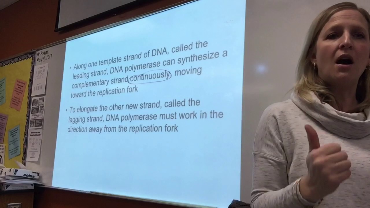 AP Chapter 13 In class notes