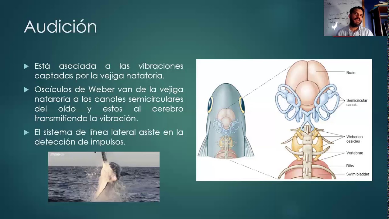 Biología de los Peces