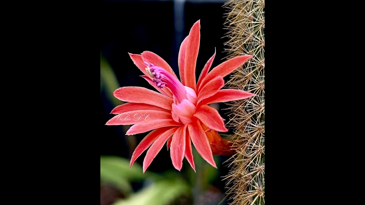 Promotional video Monkey Tail Cactus