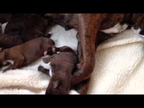 Maximus Lola pup at one week old chilling out!