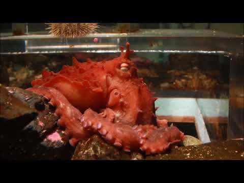 A NEW SPECIES OF GIANT OCTOPUS HAS BEEN DISCOVERED
