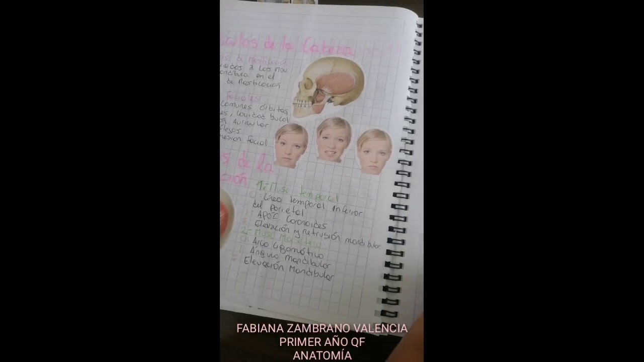 APUNTES ANATOMÍA QF