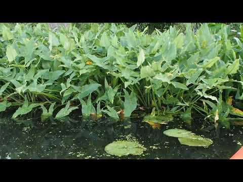 Pickerelweed