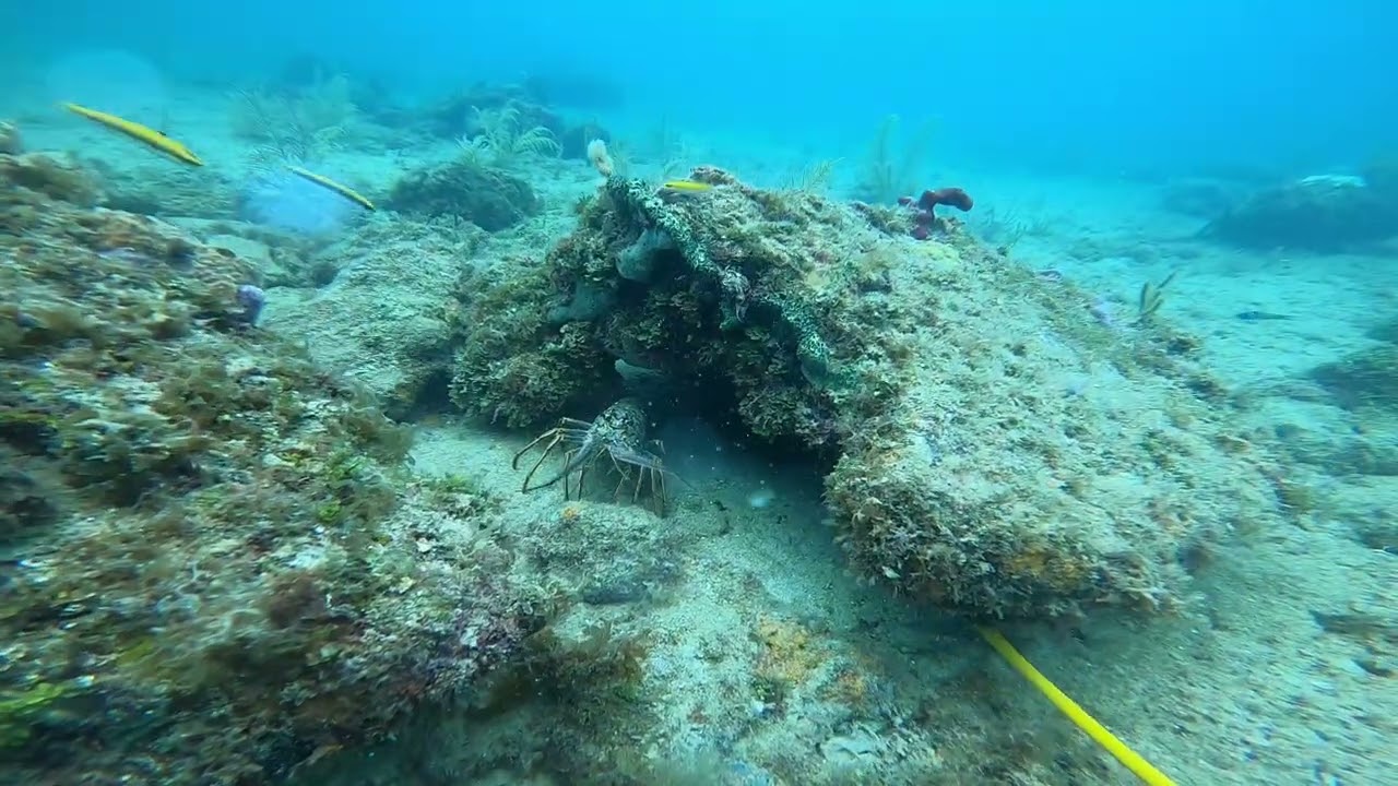 Shallow water lobster diving 