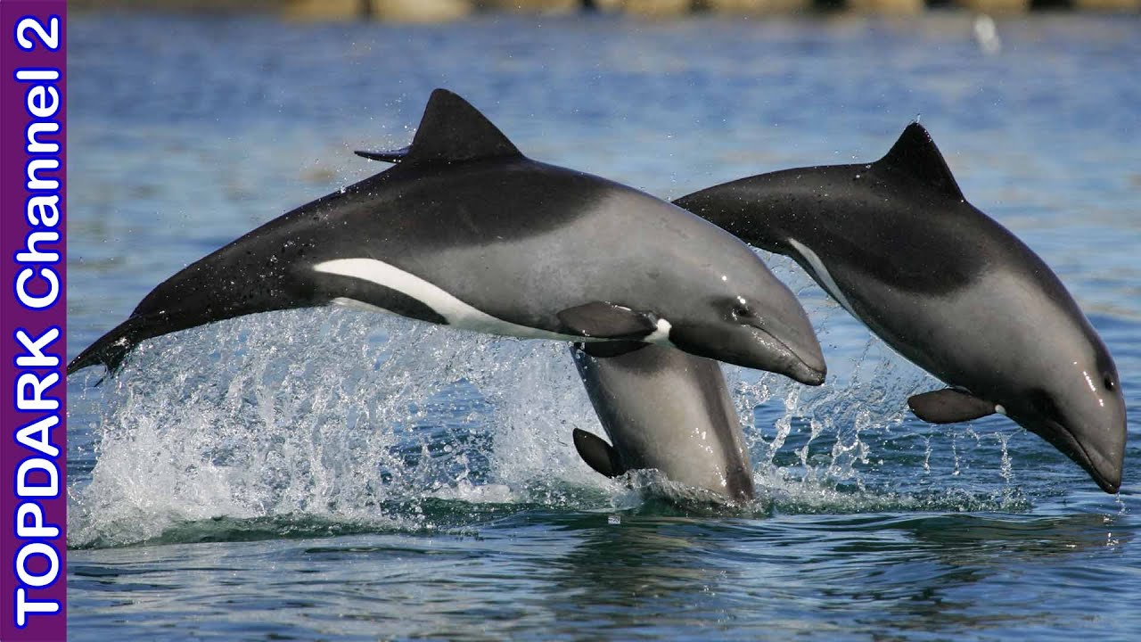 10 Rare Species of Dolphins