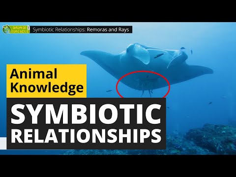 Symbiotic Animal Relationships - Animals for Kids - Educational Video