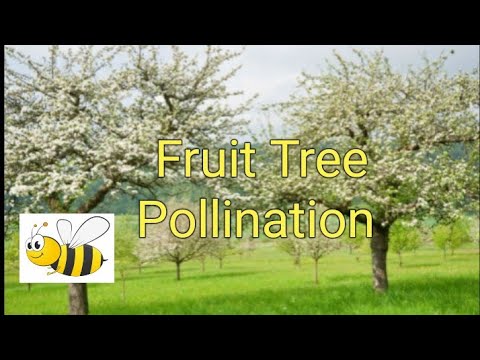 Bing Cherry Tree Pollination Chart : Top Picked from our Experts