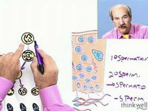 Spermatogenesis: Meiosis in Males from Thinkwell's Video Biology Course