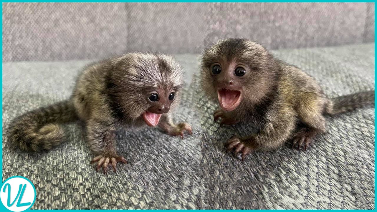 Meet The Tiny Marvels: Adorable and Playful Finger Monkeys