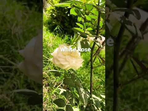 White Rose flower#symbol of loyalty