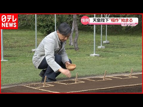 (VIDEO) Emperor Naruhito of Japan Plants Seedlings at the Imperial ...