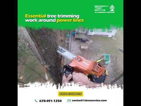 Looking for the best tree service? Look no further than the tree experts!