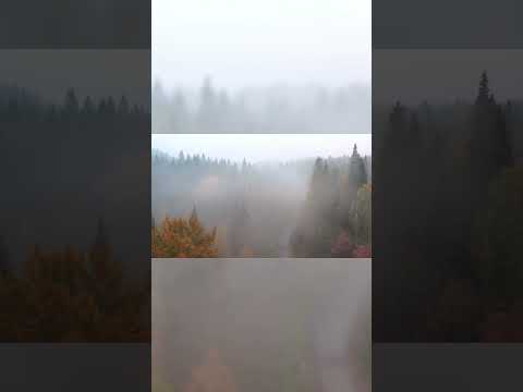 "FOREST & FOG: THIS IS UNREAL! π±π²βοΈ #Survival #Mystery #Adventure"