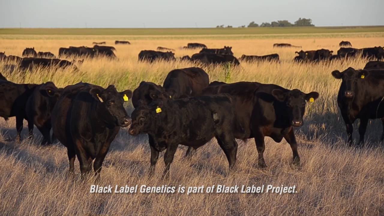 Black Label - Nuestro Proyecto (Sub)