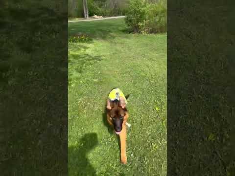Giselle vom Mittelwest - Mittelwest's 6 Months Old Trained Female Puppy