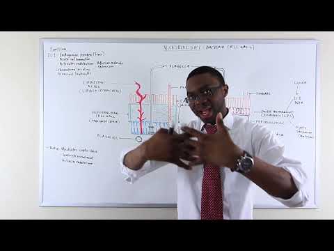 Microbiology Review Bacterial Cell Wall 2