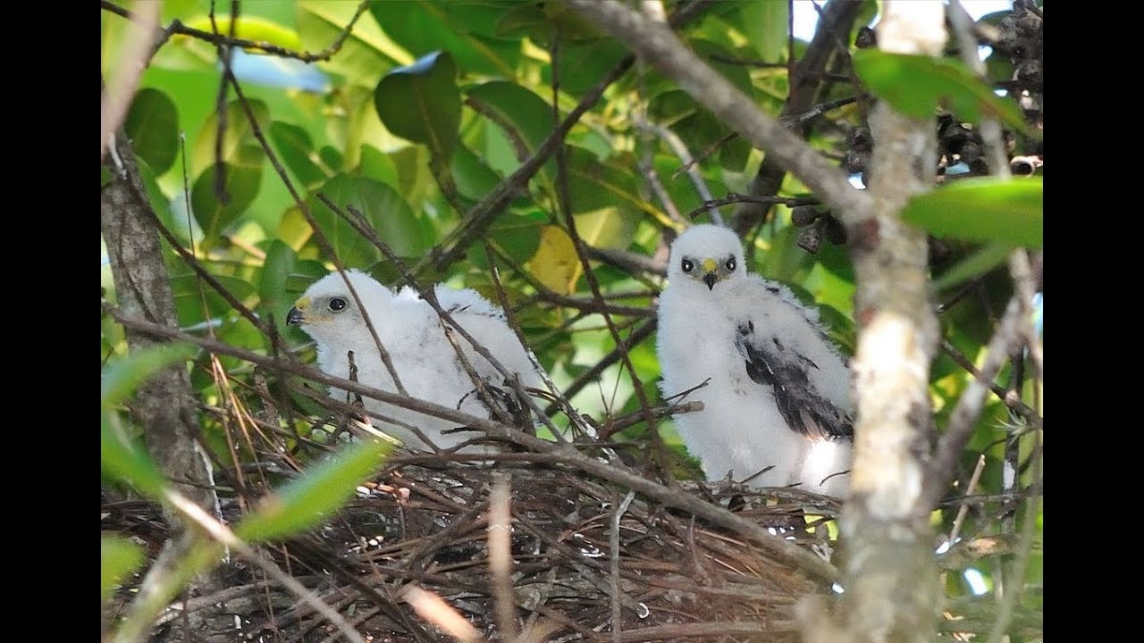 Falconry: Finding sharp-shinned hawk nests
