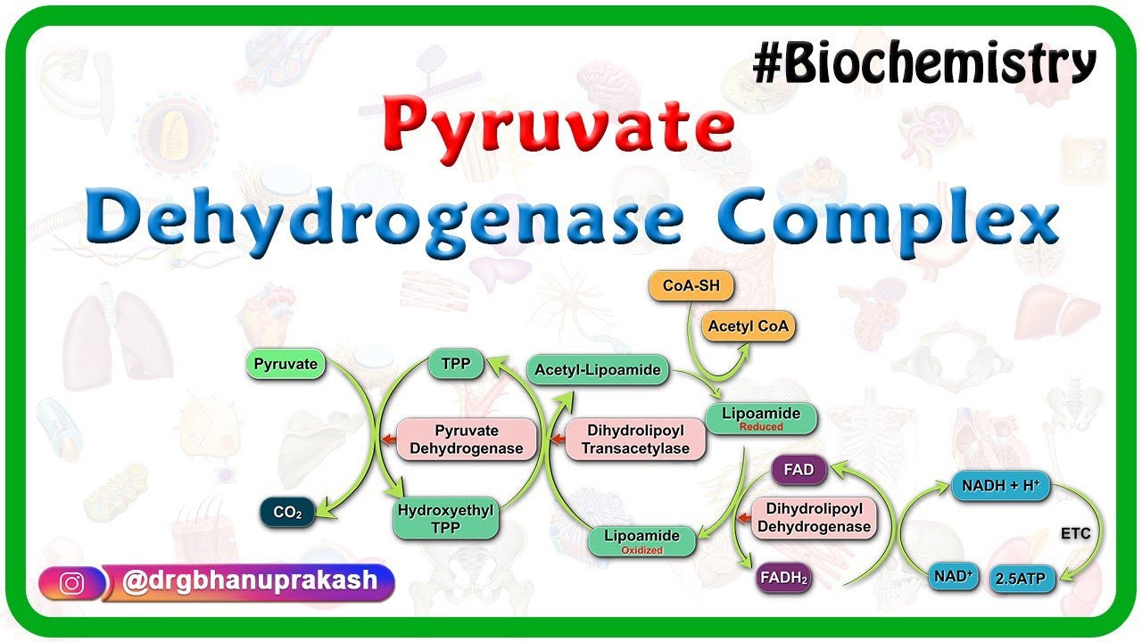 Pyruvate dehydrogenase complex ( Animation ) - Mechanism , Regulation and inhibitors : USMLE Step 1