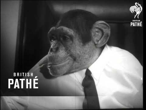 Monkey Film Star (1967)