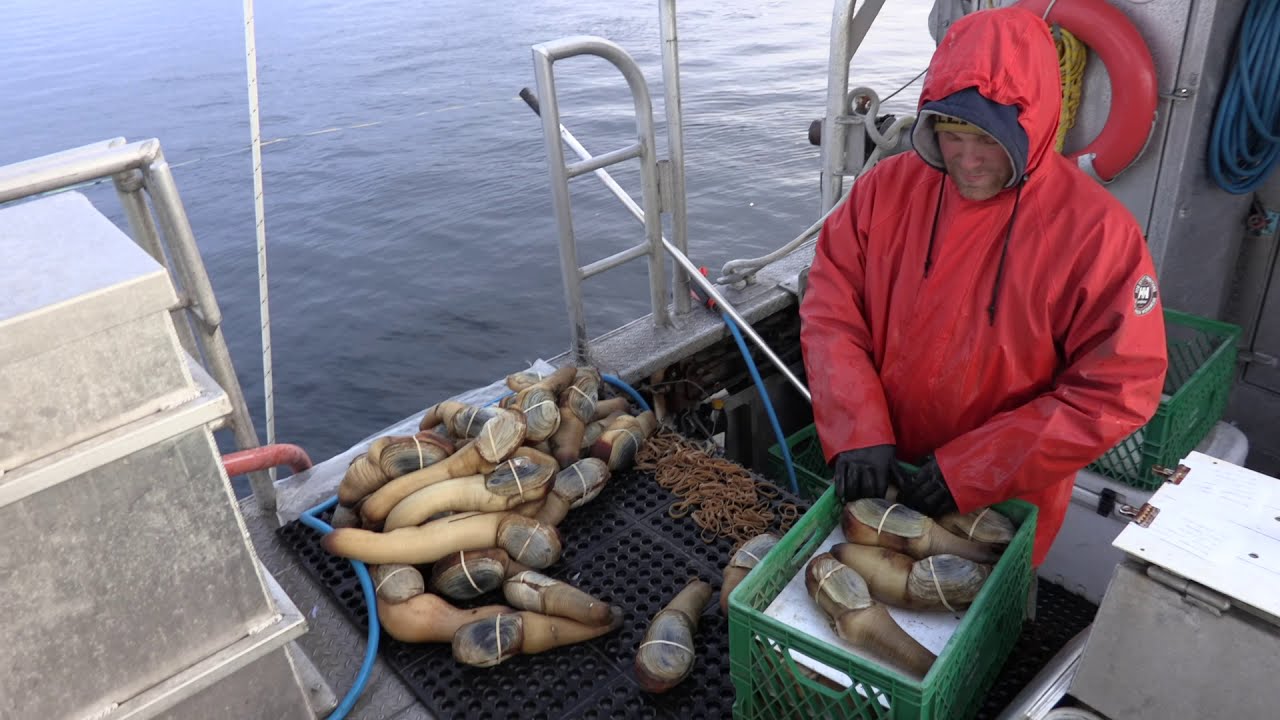 Geoduck from Canada in action