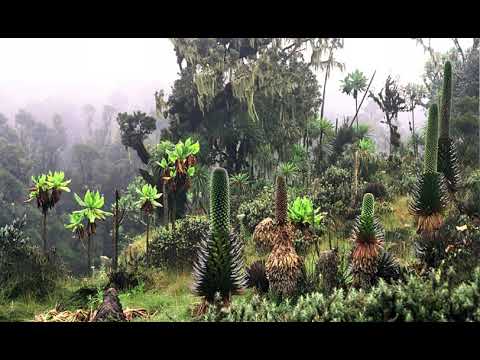 Life | Wikipedia audio article